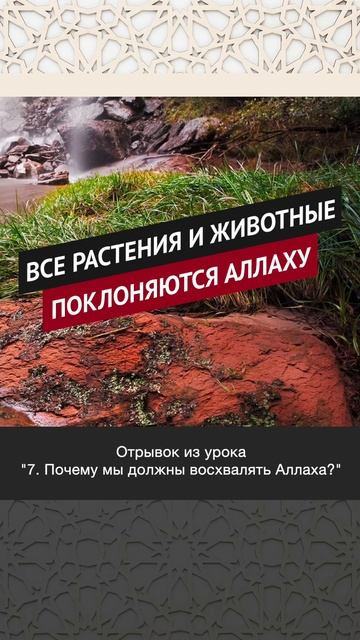 Все растения и животные поклоняются Аллаху || Ринат абу Ибрахим #психология #вера #религия