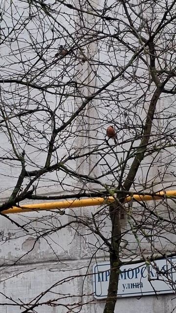 снегири в Выборге