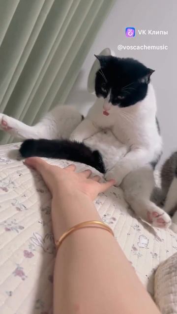 смешной ржачный котик в трансе играет хвостом с человеком 🤣😂