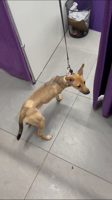 Слабое здоровье ?! у собак карликовых пород…