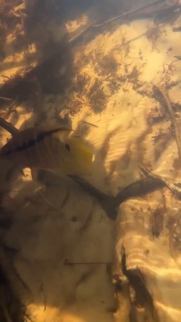 🥊 Мезонаута фестивус (Mesonauta festivus) _🥊 Цихлазома северум (Heros severus)