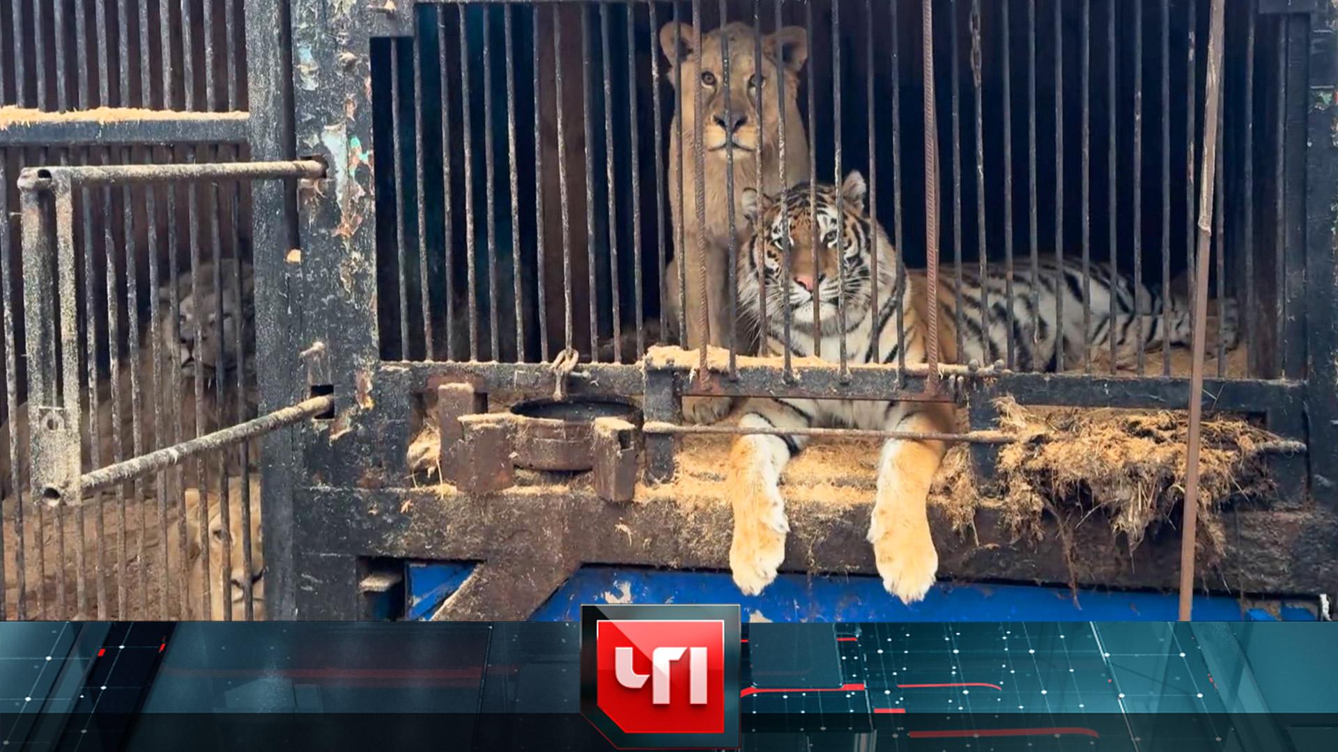 «ЧП»: 25 ноября 2025 года | «Чрезвычайное происшествие» на НТВ