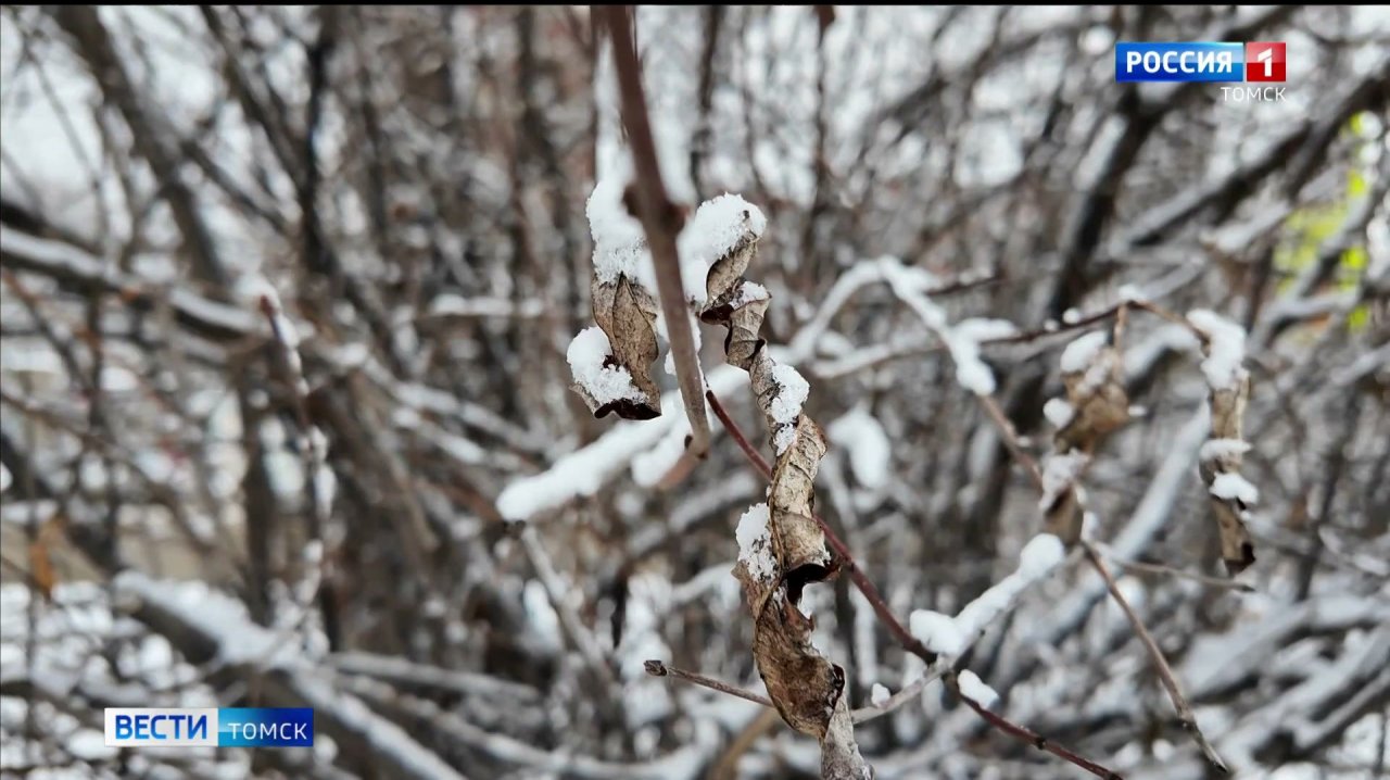Вести-Томск, выпуск от 24.11.2025 21:10