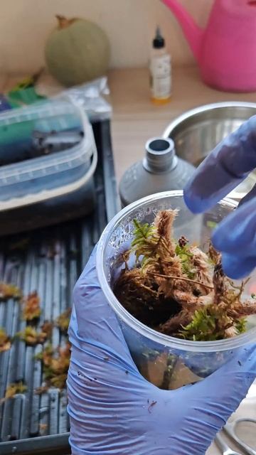 Растения из Пятерочки, часть 5 Алоказия