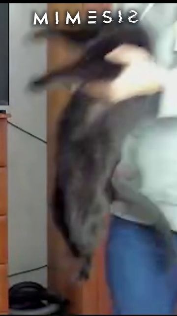 КОТ ЧУТЬ НЕ ПРЕРВАЛ СТРИМ #shorts #кот