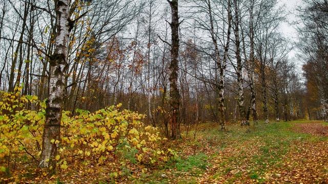 Релакс музыка. Спокойная, успокаивающая музыка для сна | Ecveezer - Don't Cry (New Version)