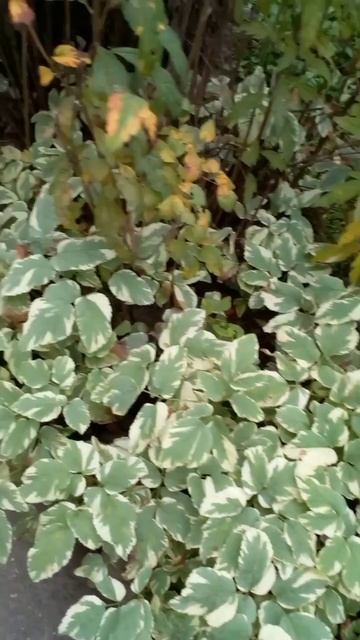 Из сорняка в Королевишну!😀 Сныть может НЕ вредить?!