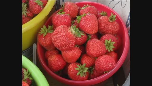 О выращивании клубники