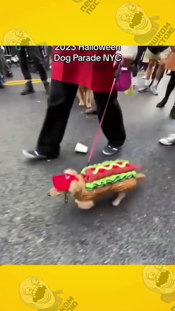 костюмы собак на праздник