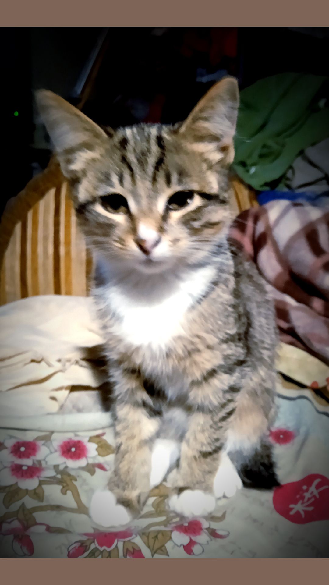 Игры Сержика, котенок охотник-мышелов