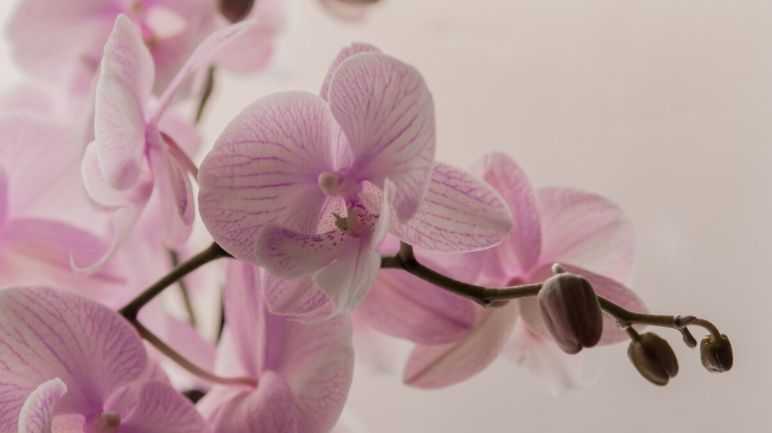 Мелодия души