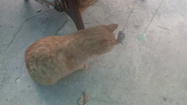 Бездомный кот по кличке "Косой"..