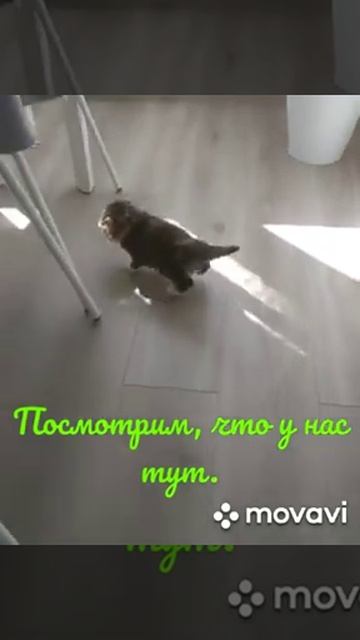 Кошечка Сима.