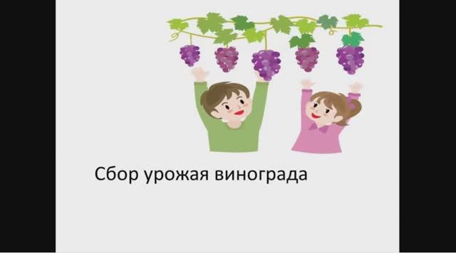 Сбор урожая винограда