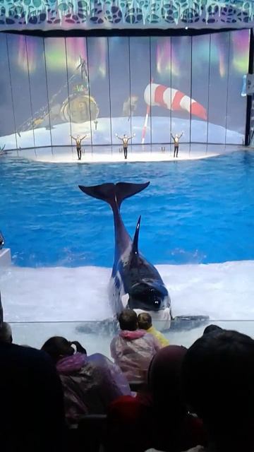 Мосаквариум Новогоднее представление видео Татьяна Талызина