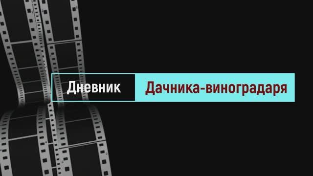 Виноград Маршал Фош. 15 кг. с куста