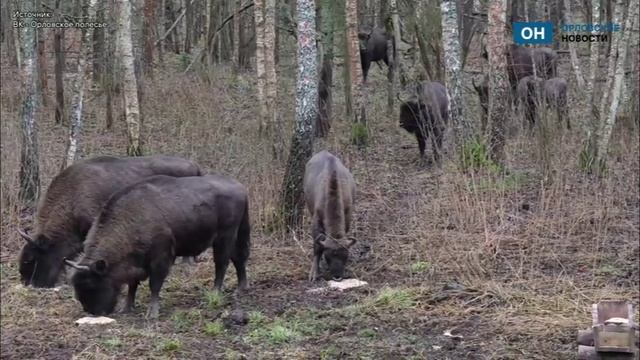 Проголодавшихся зубров заметили в Орловском полесье