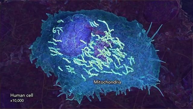 ДНК создал Бог? Самые свежие научные данные о строении Как работает информация для жизнь организмов
