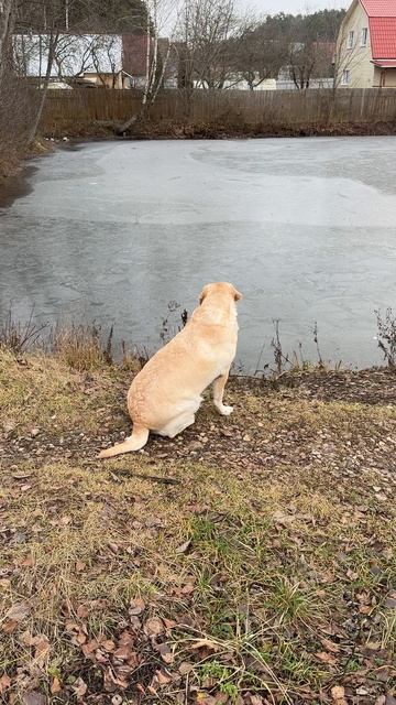 Ульзана Элегантная. anzl.ru.