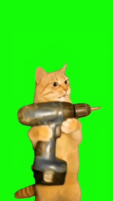 НЕ МОЁ!!!! хочу поделиться футажом. Типичные соседи😋