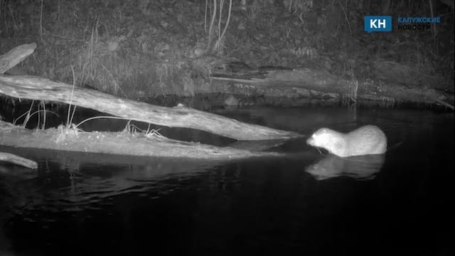 В фотоловушки «Калужских засек» попала выдра, обедающая лягушками