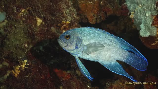 #Коран#АнНисаъ#СамыеКрасивыеМеста#Relaxation##Islam#Quran#AnNisa'#Minshawiy #4кВидео#12часть#