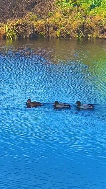 Утиные гонки