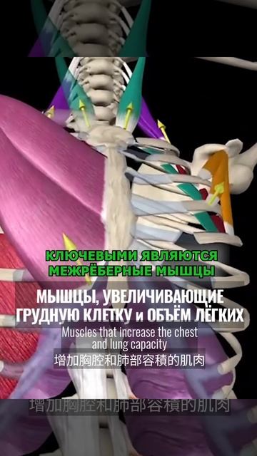 Раскрывающие мышцы