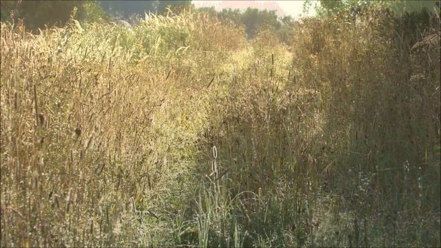 Светопись 29