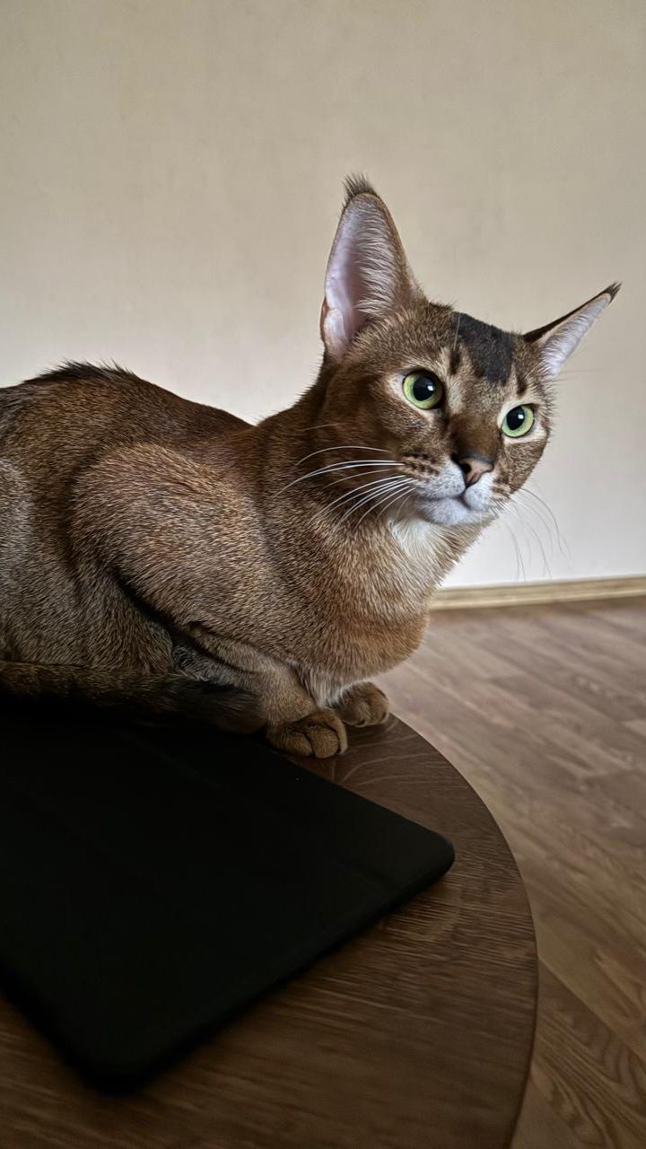 Кошка Сонька играет