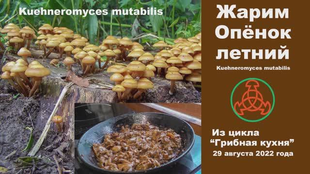 Жарим Опёнок летний! Грибная кухня 29 августа 2022 года.