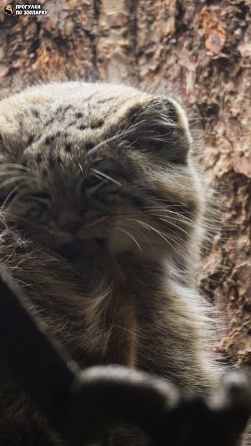 Манул Шу умывает лапку. Ленинградский зоопарк
