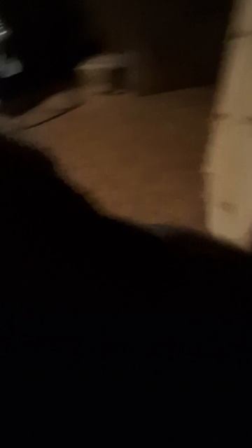 реакция кота на ведьмин котелок