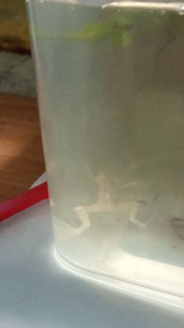 Когтеносец Бёттгера. Hymenochirus boettgeri