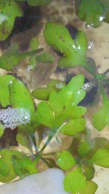 Когтеносец Бёттгера. Hymenochirus boettgeri