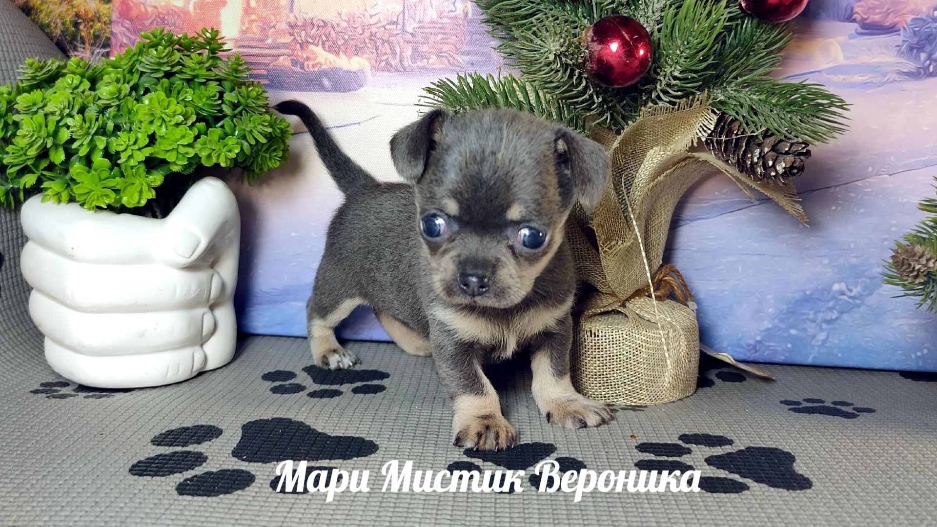 Вероника #скидки #цена 50 тр #окрасголубой #купитьчихуахуапродаю +79215950848