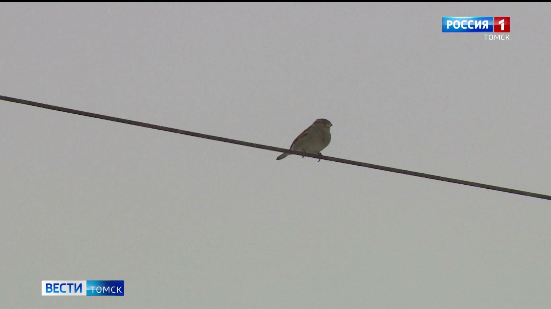 Вести-Томск, выпуск от 27.11.2025 21:10