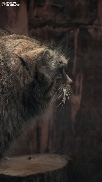 Манул Намика услышала, что о ней говорят. Ленинградский зоопарк