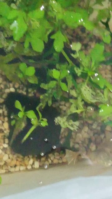 Когтеносец Бёттгера. Hymenochirus boettgeri