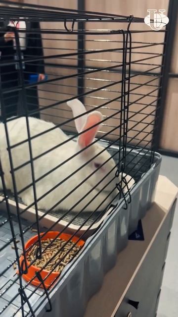 На КМУ познакомились с Облачком — элитным представителем породы белый великан