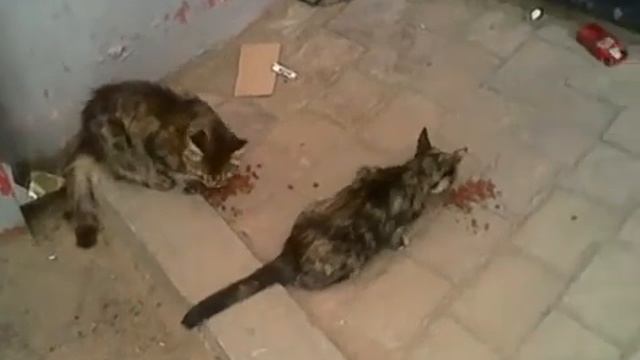 мы живем у магнита