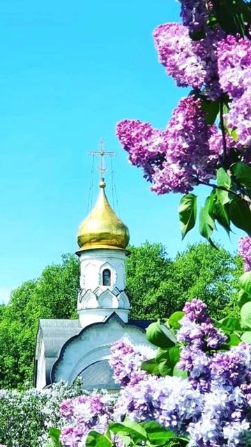 Душевный лекарь#Церковь#shortvideo#shorts#Молитва#Православие