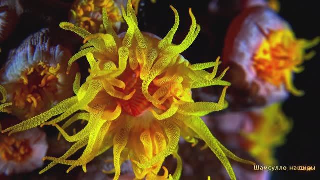 #Коран#АнНисаъ#СамыеКрасивыеМеста#Relaxation##Islam#Quran#AnNisa'#Minshawiy #4кВидео#13часть#