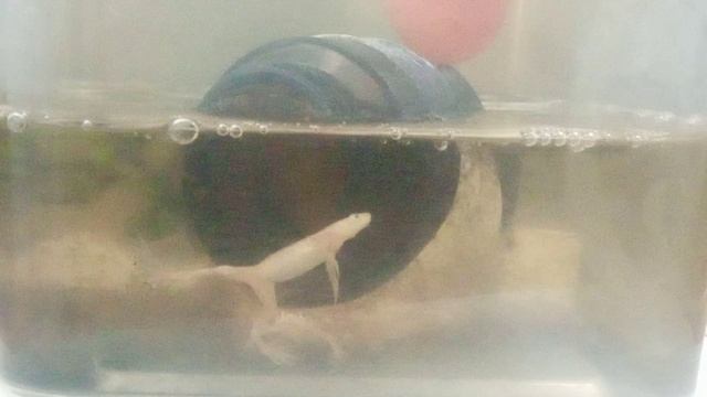 Лягушата просят есть. Two froglets request the food.
