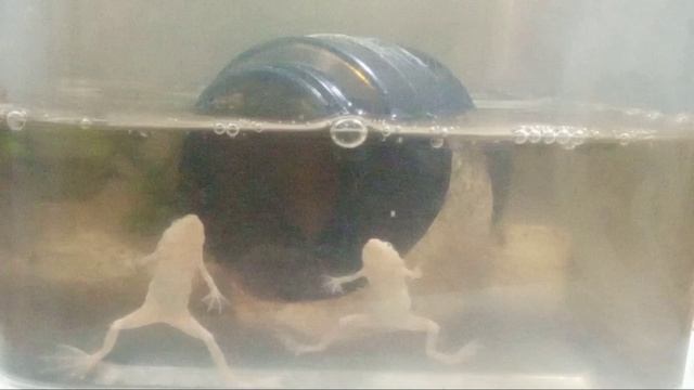 Танцы маленьких лягушат. Dance the froglets.