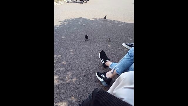 Хитрый питерский скворец The cunning St. Petersburg starling