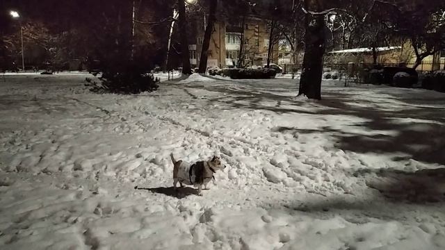 Калининград. Амалиенау. Зима