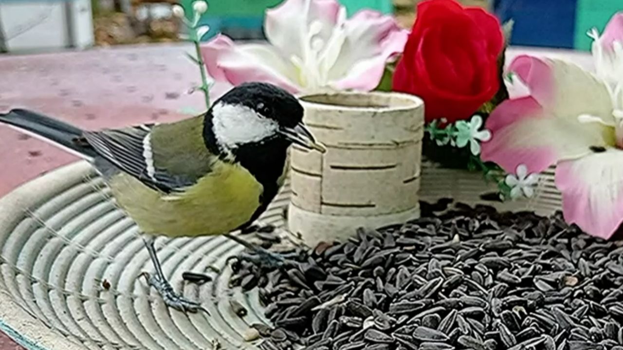 Видео для Кошек (Птицы на кормушке)