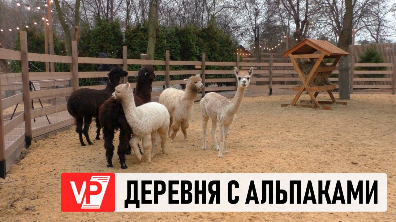 В ЦПКИО ВОЛГОГРАДА ОТКРЫЛИ ДЕРЕВНЮ С АЛЬПАКАМИ И КОЗОЧКАМИ