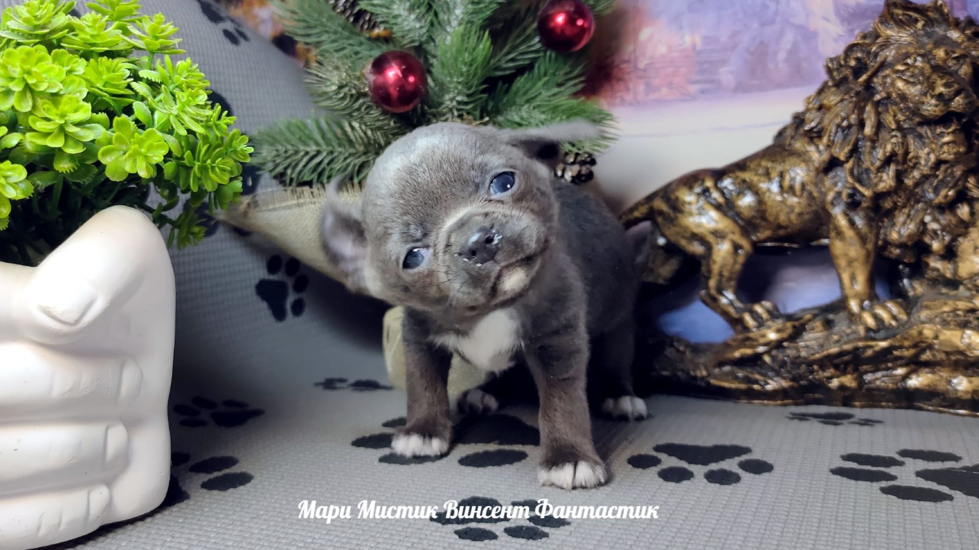 Винсент #скидки #голубогоокрасащенокчихуа +79215950848 #купитьщенкачихуахуапродаю